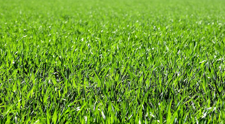 Comment choisir son gazon - Guide complet | Maitre Bonsai